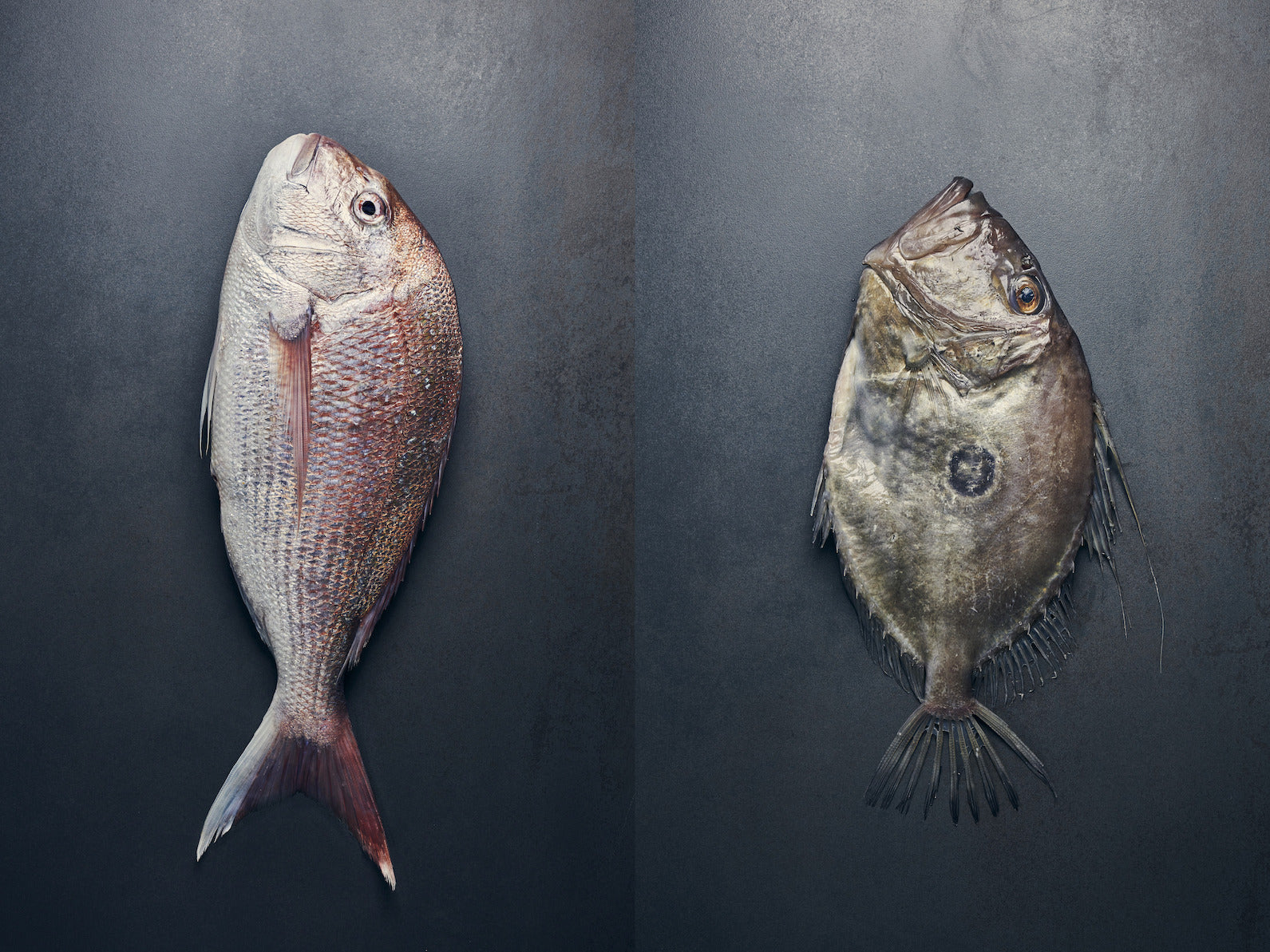 Seafood Pack: Snapper & John Dory – Wildfish Export
