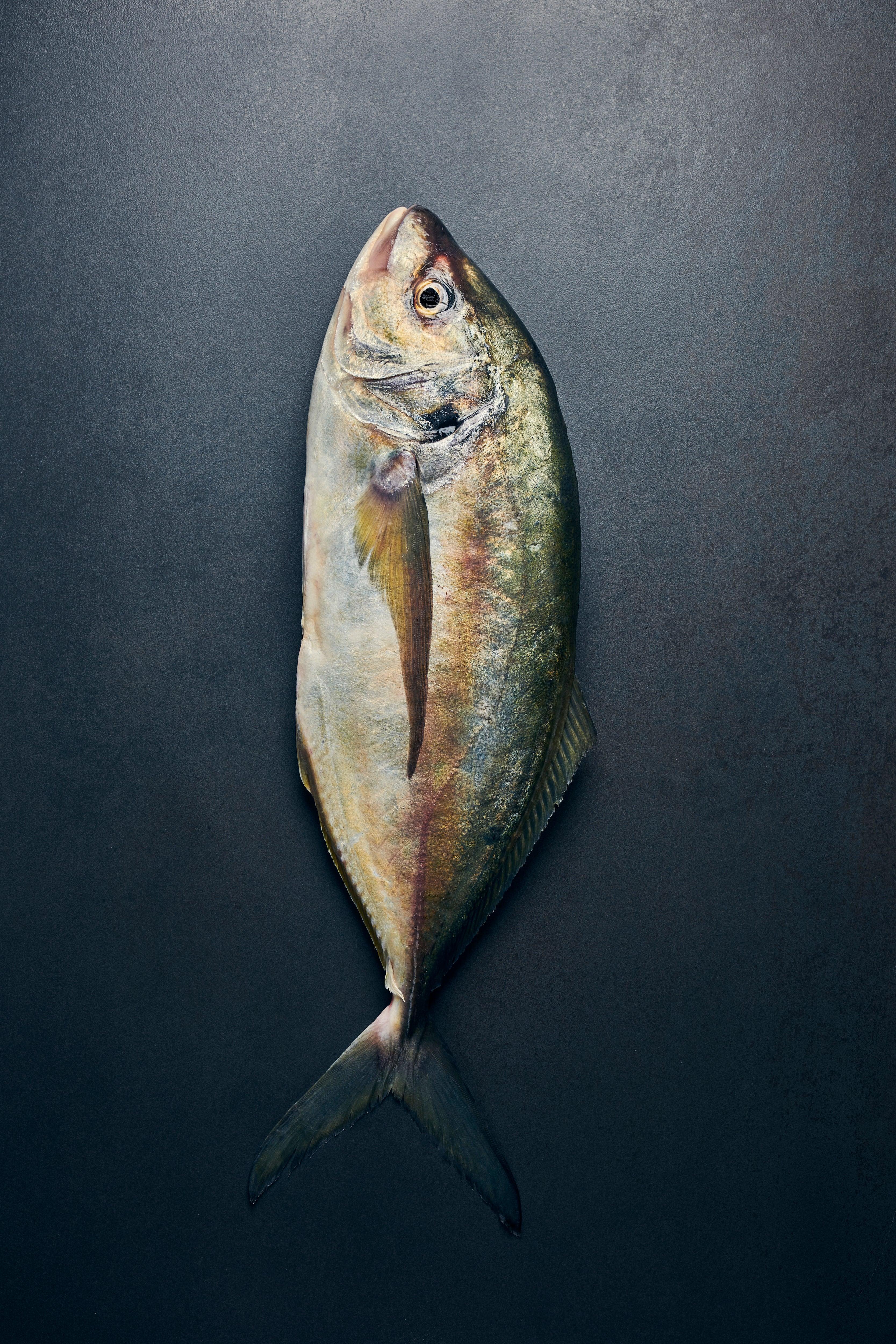 Fresh Trevally Fillets – Wildfish Export