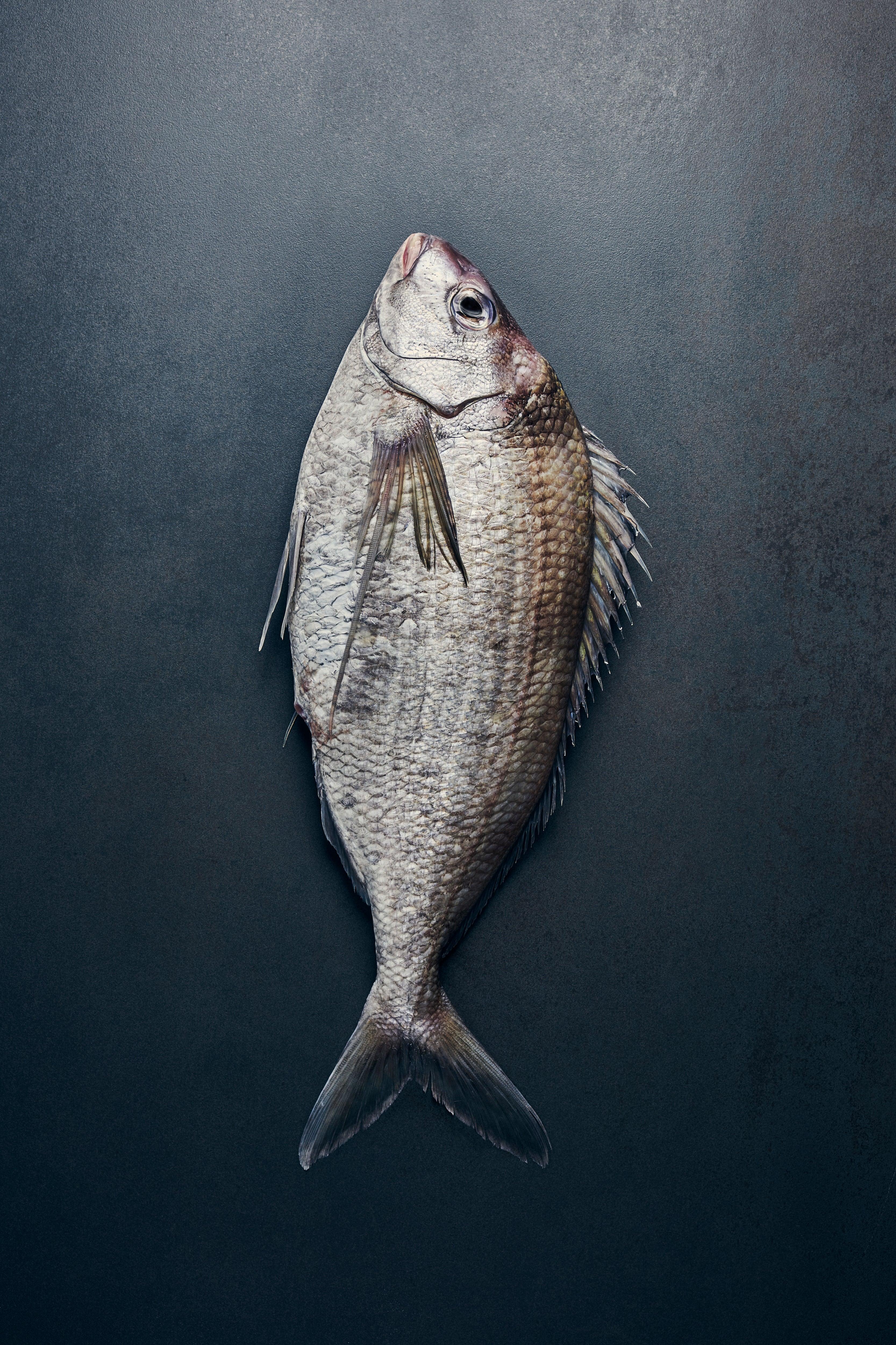 Fresh Tarakihi Fillets – Wildfish Export