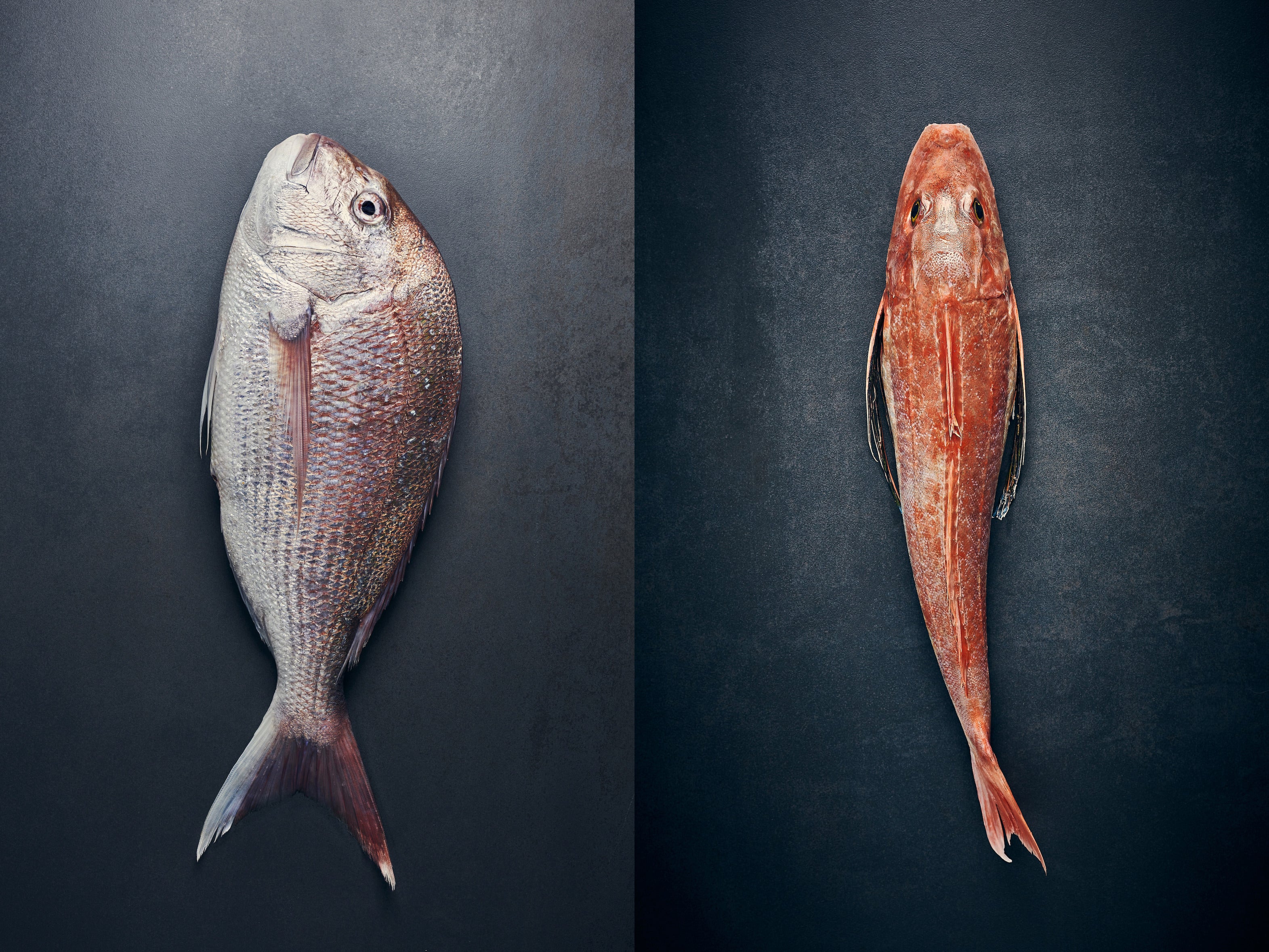 Seafood Pack: Snapper and Gurnard – Wildfish Export